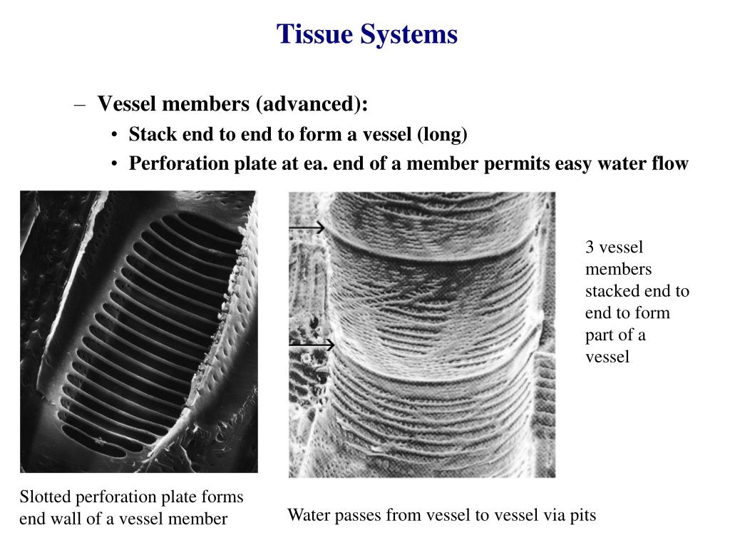 PPT - Plant Biology Fall 2006 PowerPoint Presentation, free download ...