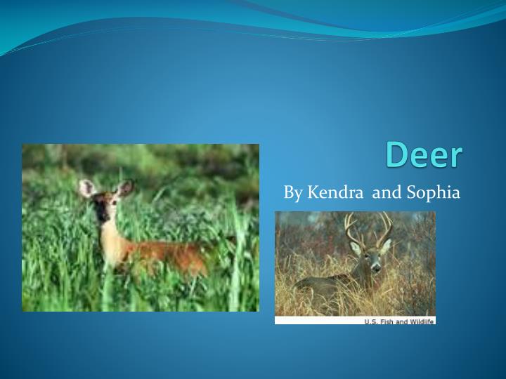 PPT - Deer PowerPoint Presentation, free download - ID:3604010
